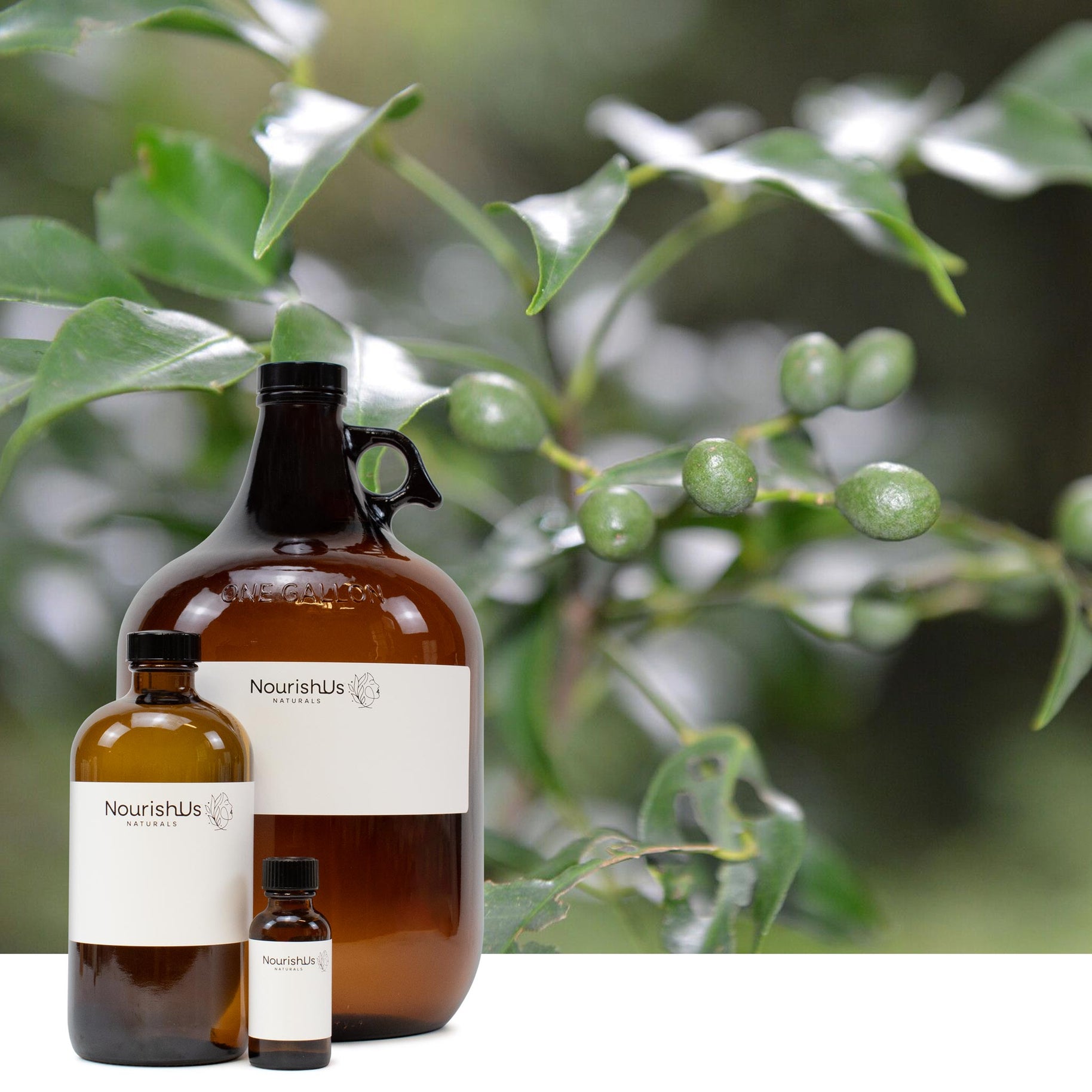 Amyris Essential Oil - Buy Bulk | NourishUs Naturals