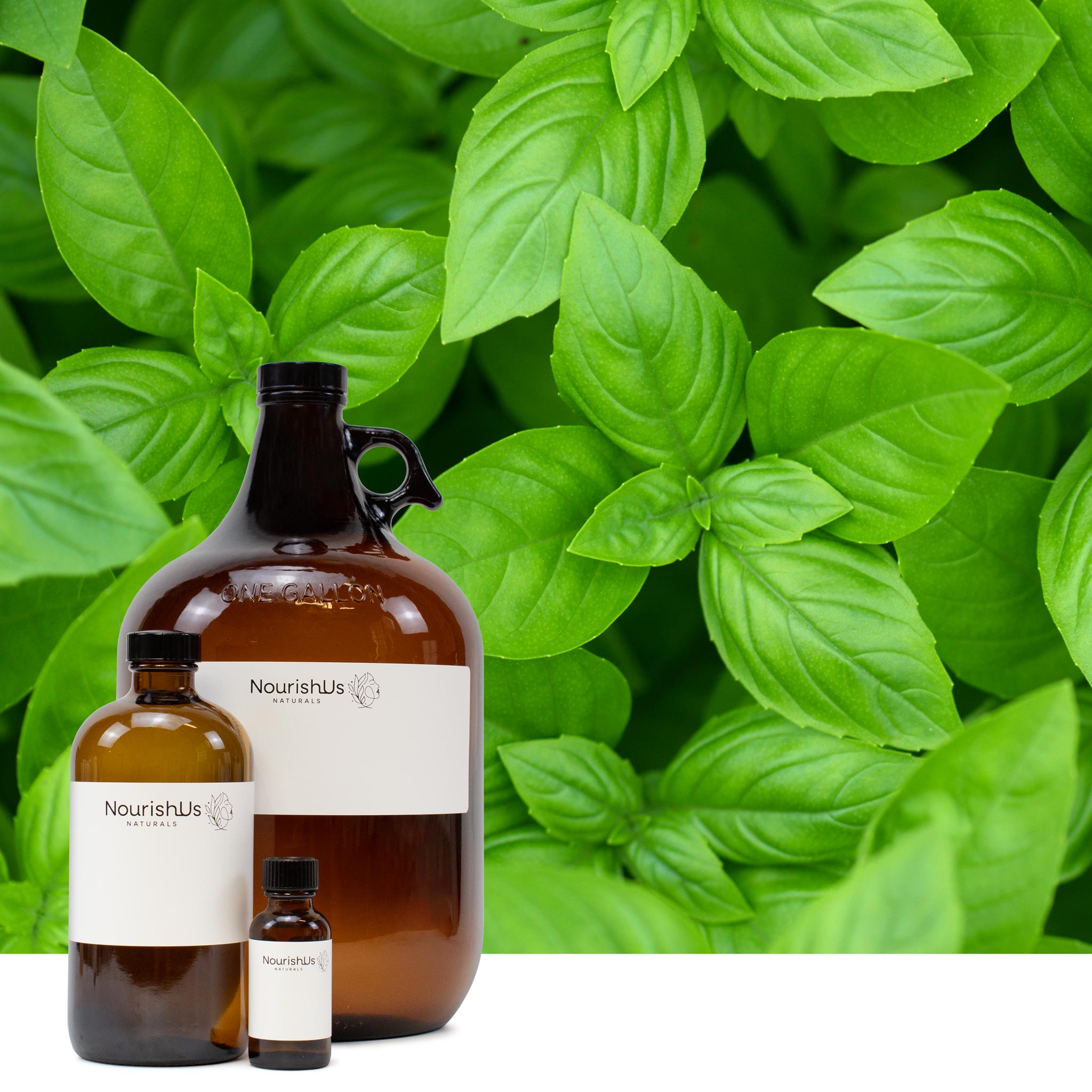 Sweet Basil Essential Oil - Buy Bulk | NourishUs Naturals